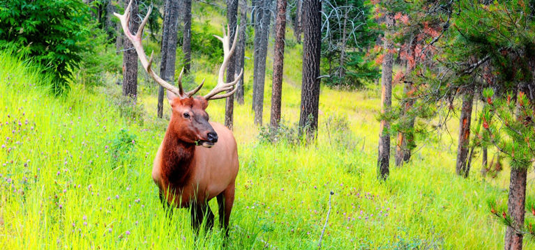 RV Travel Alberta | Hot Springs Adventure | CanaDream