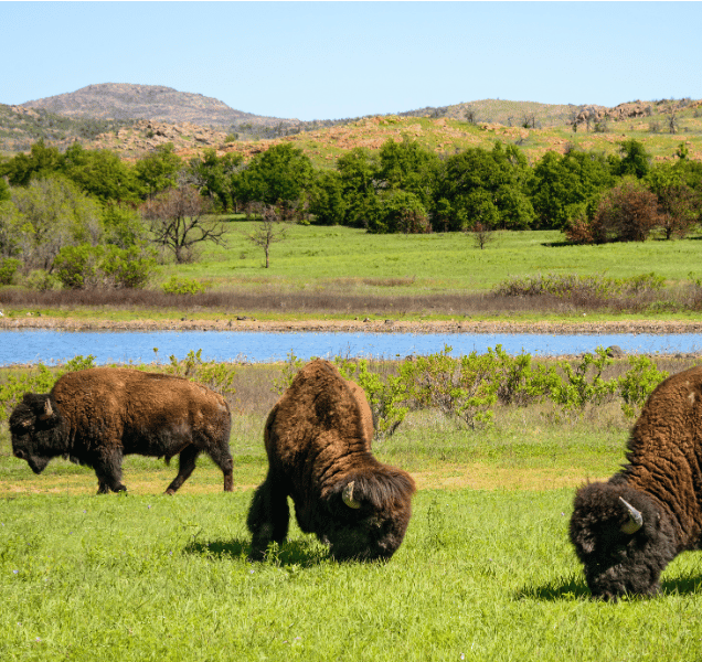 Blog | Essential Tips to Keep Wildlife Wild While RVing | CanaDream