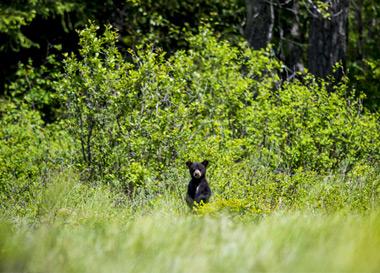 Blog | Spring in Canada | CanaDream | CanaDream