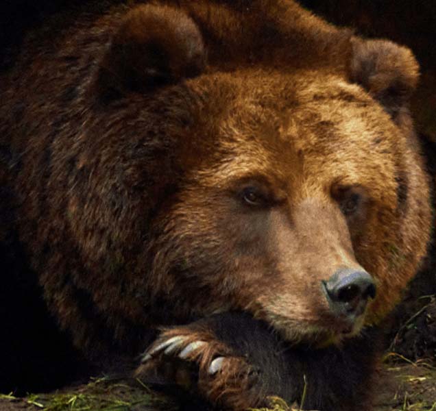 Blog | Bear Aware A Comprehensive Guide to Bear Safety | CanaDream