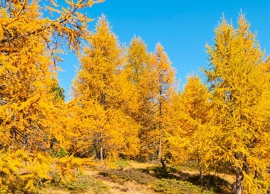 Blog | October 2022 | Larch March in Western Canada | CanaDream